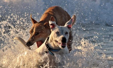 Quelle est la race du chien de Michou (Miguel Mattioli), le youtubeur ...