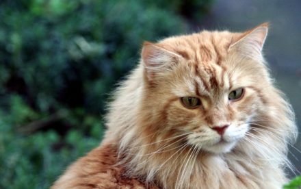 Est-ce qu'une fouine peut tuer un chat