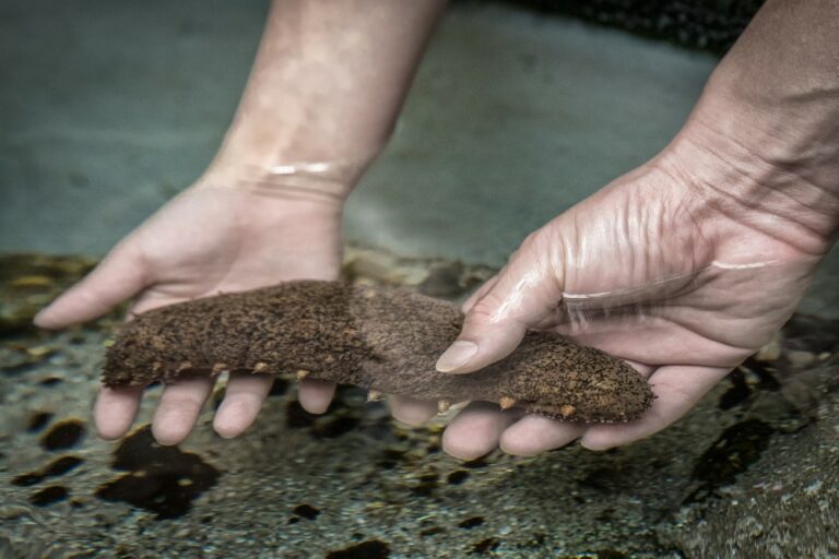 Le concombre de mer : à savoir sur l’holothurie ou bêche de mer