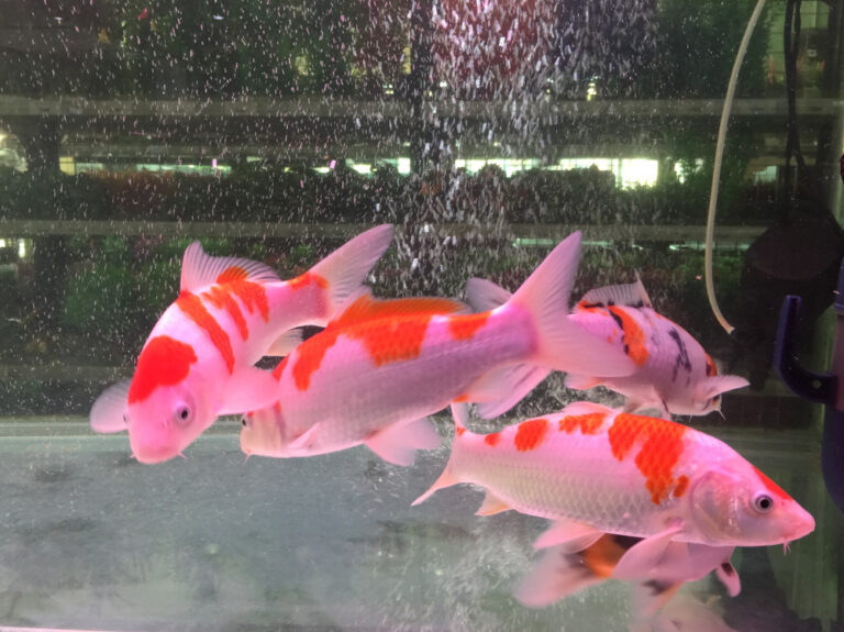 Aquarium : quel poisson d’eau froide et douce choisir