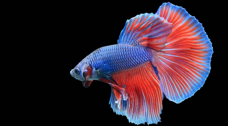 Poisson betta spléndens : découvrez les