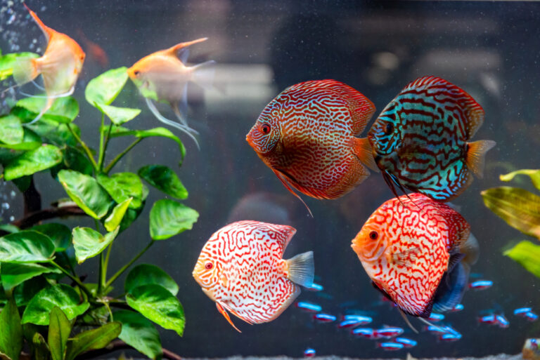 Bourse aquariophile : où trouver une bourse poisson et aquarium