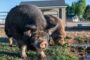 Découvrez le plus gros cochon du monde