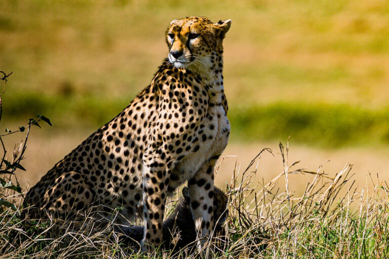 Vitesse du guépard : à savoir sur la rapidité de course de ce mammifère