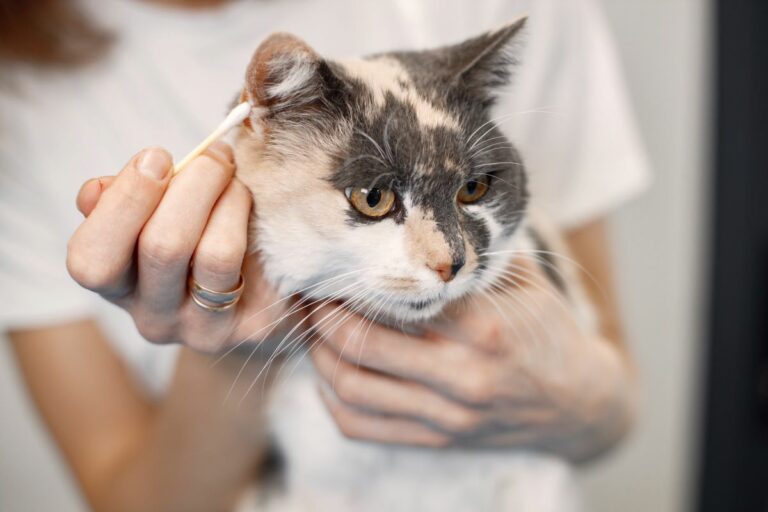 Les boutons blancs sur les oreilles des chats : symptômes et traitements