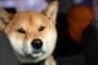 Natsu, le chien de Squeezie, est devenu une star