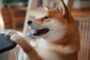 Natsu, le chien de Squeezie, est devenu une star