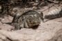 Quelle est la vitesse du crocodile qui se déplace sur la terre