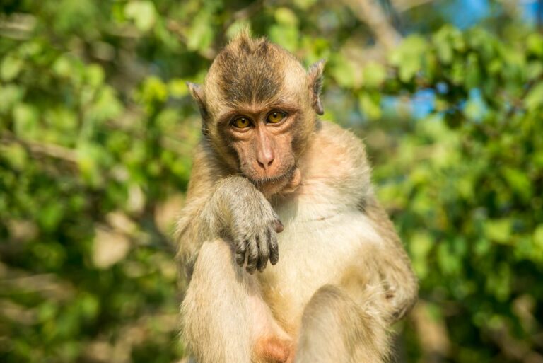 Quel nom donner à un singe