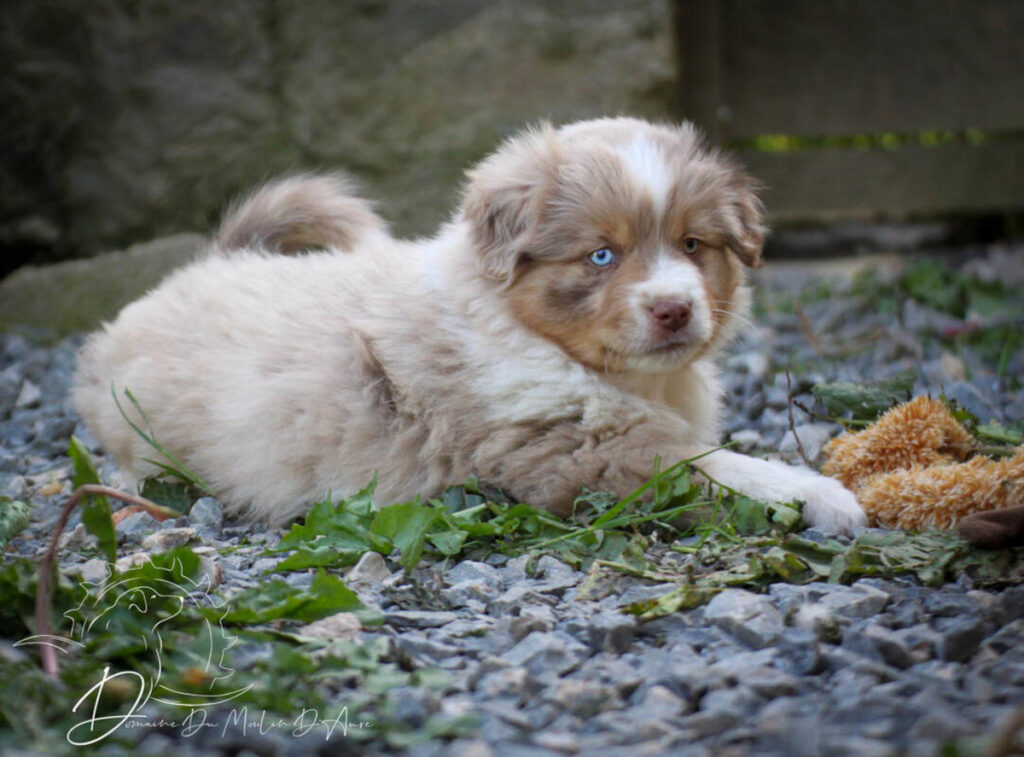 Découvrez le berger américain miniature