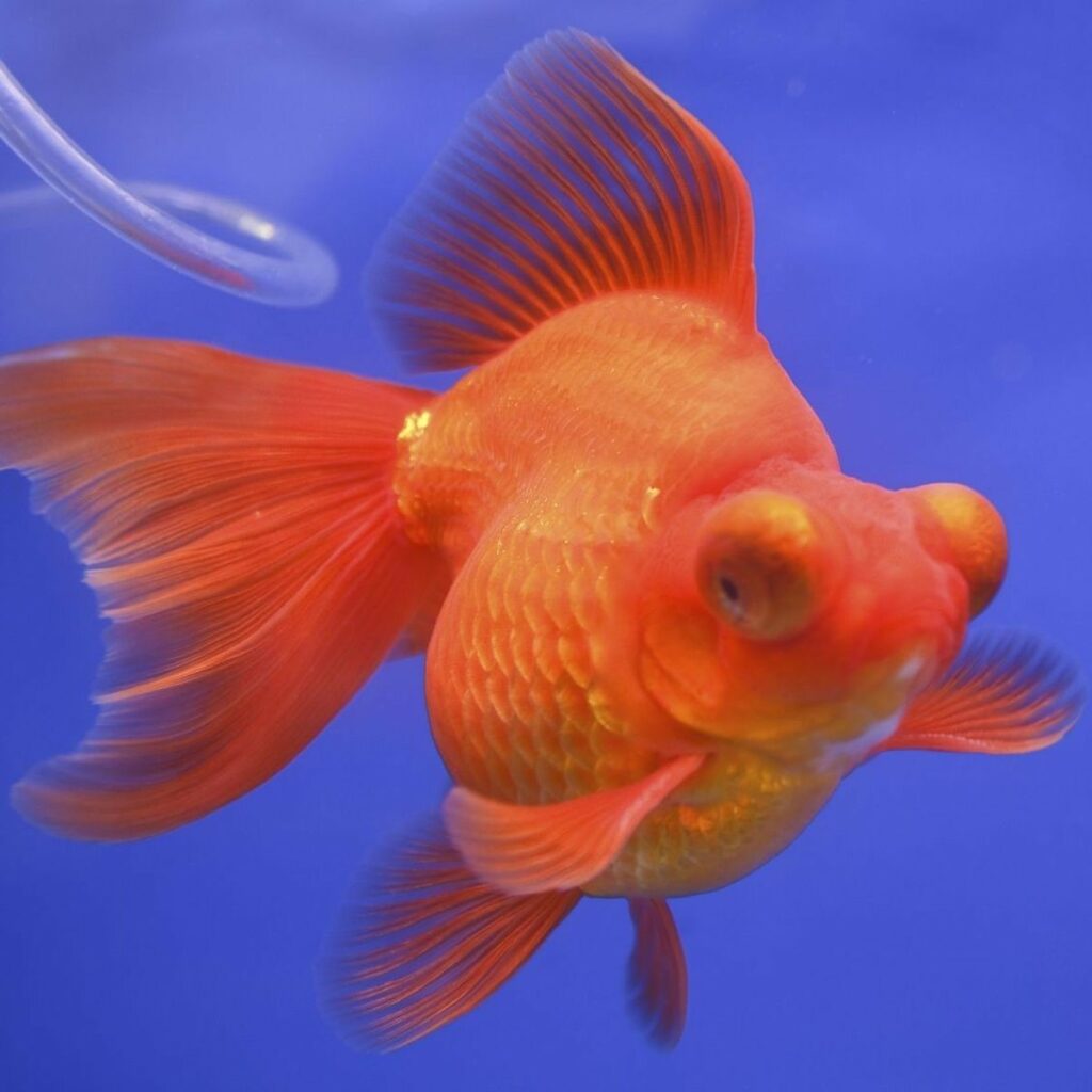 Détecter les signes de maladie chez le poisson rouge : le ventre gonflé