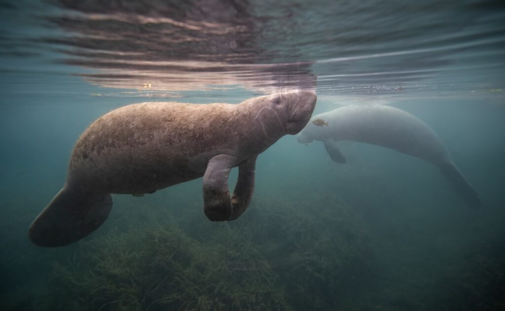 Dugong : portrait intime de la fascinante vache marine en danger